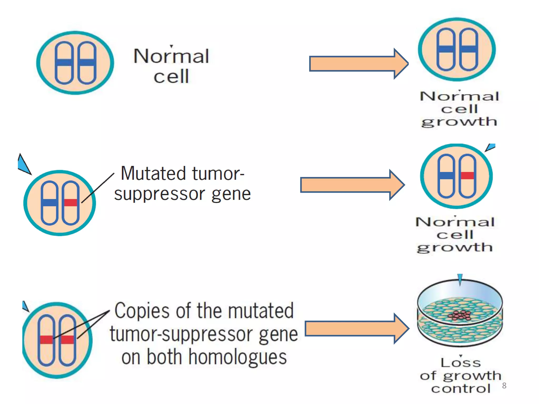 tumor suppressor gene, prb, p53 gene | PPTX