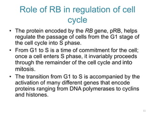 tumor suppressor gene, prb, p53 gene | PPTX