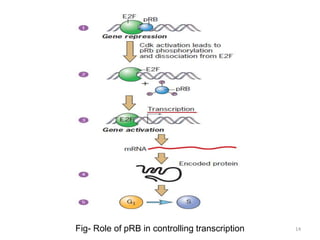 tumor suppressor gene, prb, p53 gene | PPTX