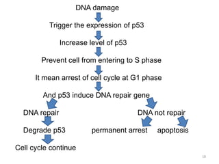 tumor suppressor gene, prb, p53 gene | PPTX