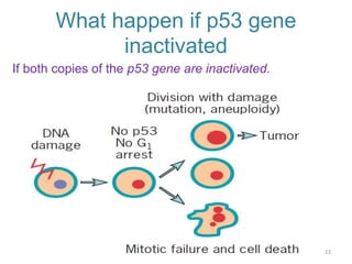 tumor suppressor gene, prb, p53 gene | PPTX