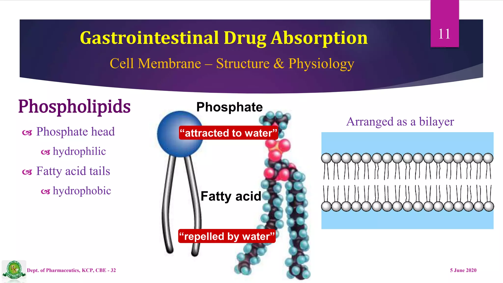 INTRODUCTION TO BIOPHARMACEUTICS & ABSORPTION | PPT