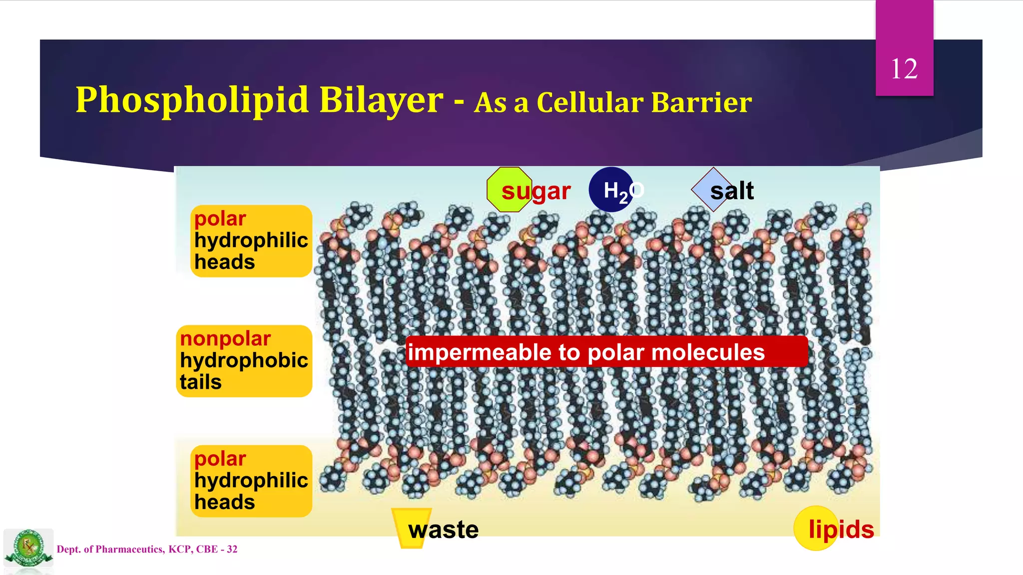 INTRODUCTION TO BIOPHARMACEUTICS & ABSORPTION | PPT