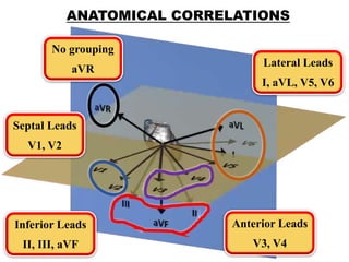 2. ecg basics leads | PPT