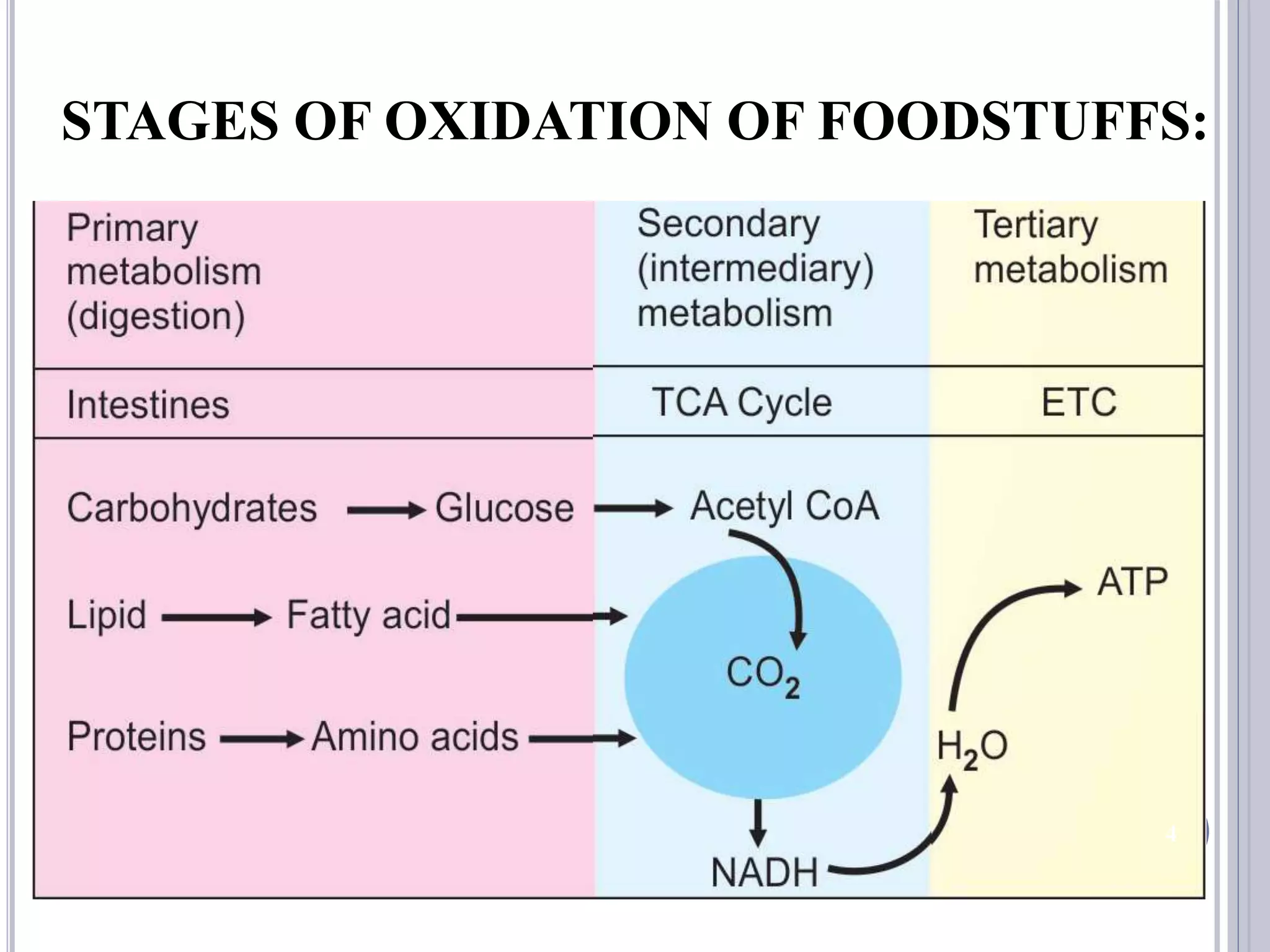 Biological oxidation and etc | PPTX