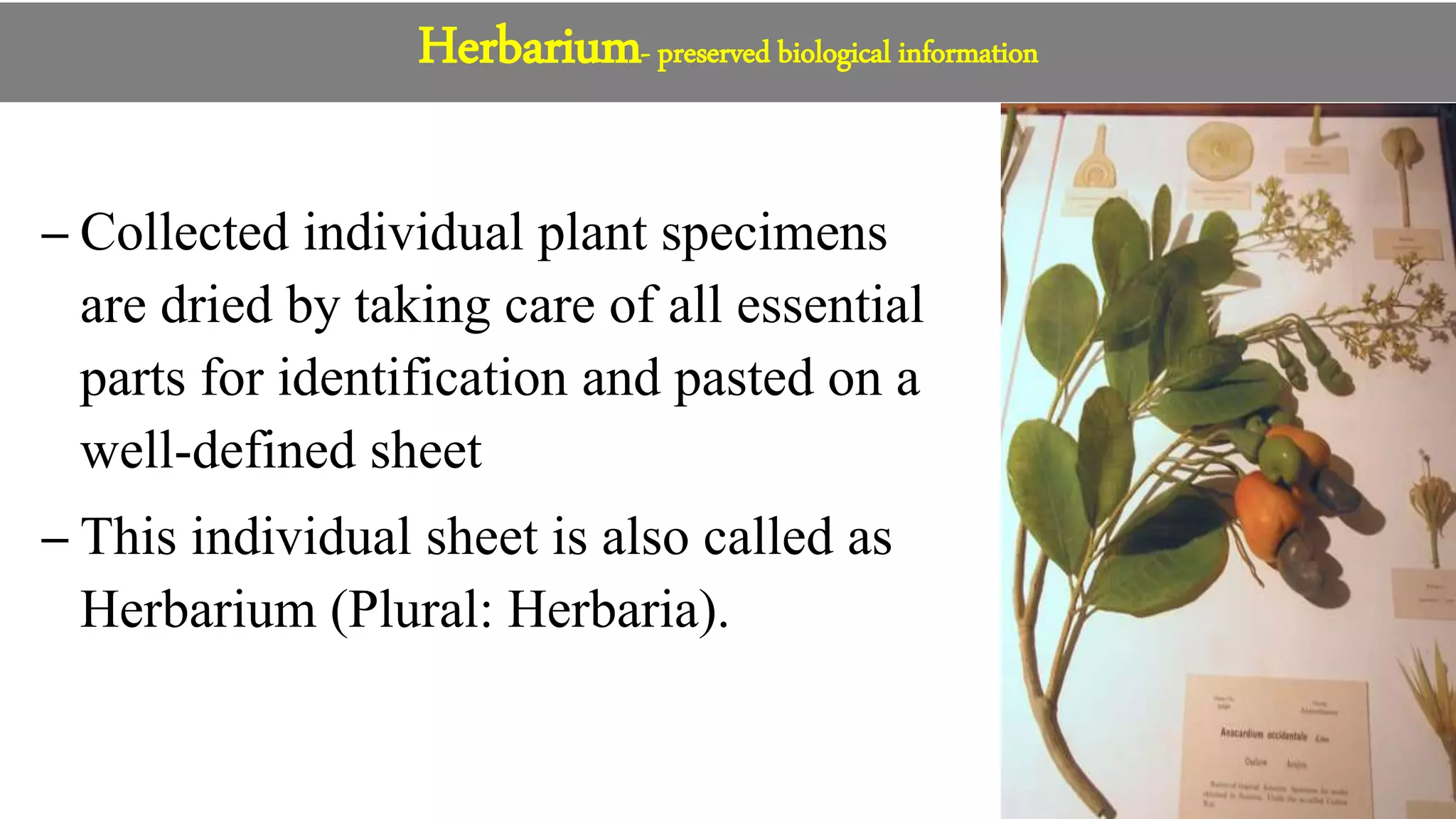 Unit 1 Lesson 2- .introduction to herbarium | PPTX