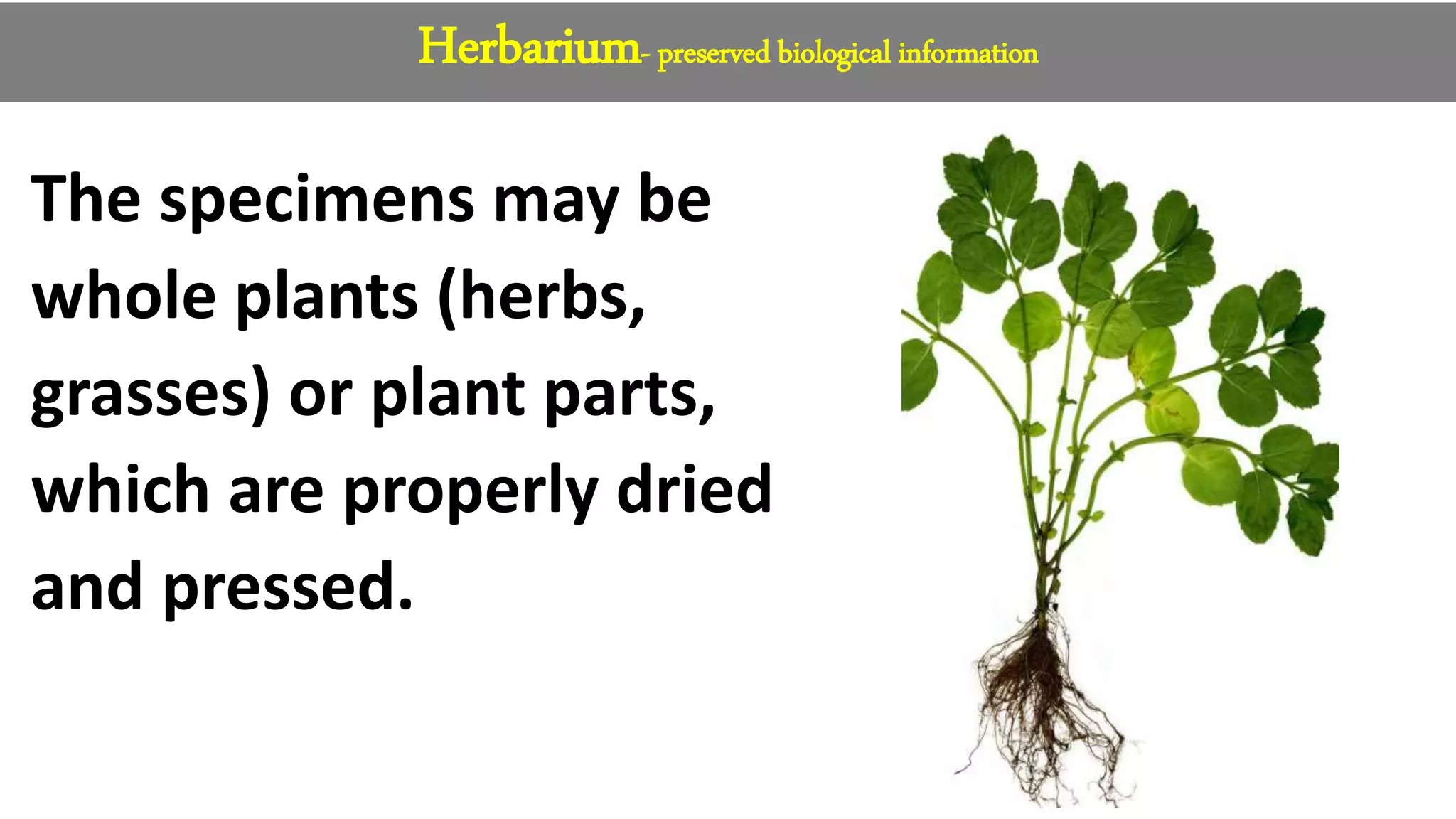 Unit 1 Lesson 2- .introduction to herbarium | PPTX
