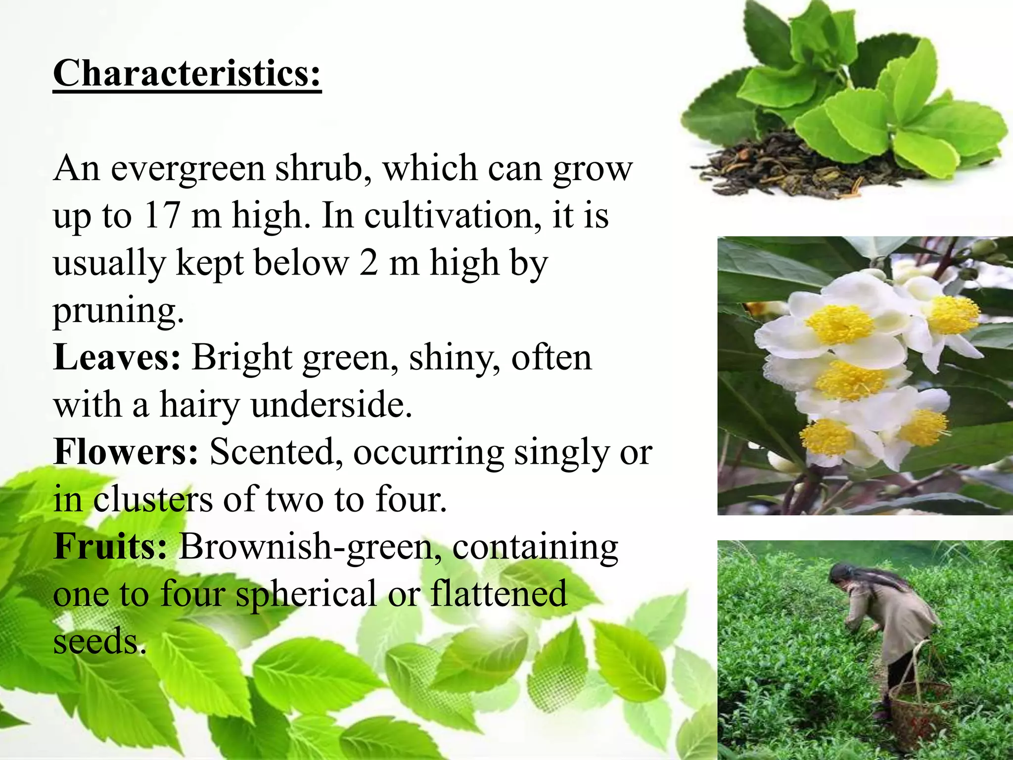 2. phenylpropanoids and flavonoids | PDF
