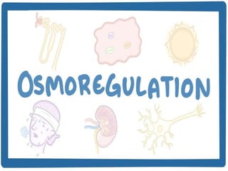 2.osmoregulation | PPTX