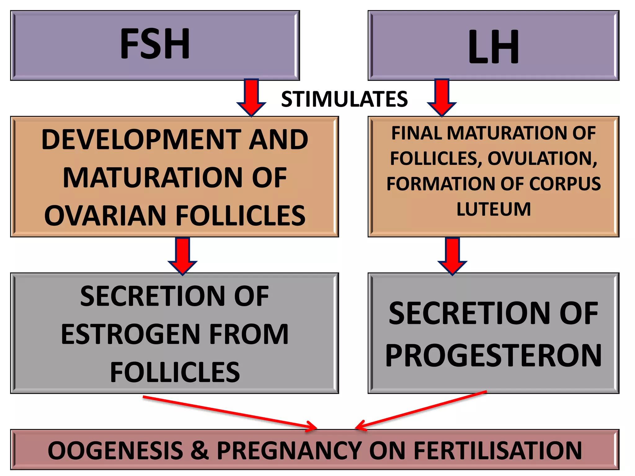 Human Female Reproductive System | PDF