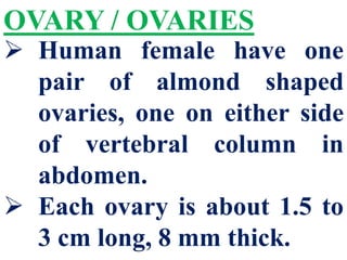 Human Female Reproductive System | PPT
