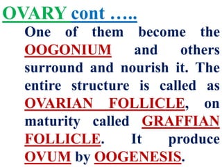 Human Female Reproductive System | PPT