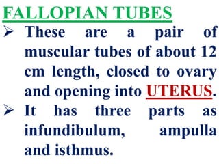 Human Female Reproductive System | PPT