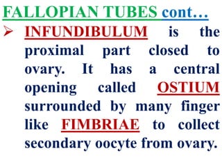 Human Female Reproductive System | PDF