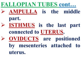 Human Female Reproductive System | PDF