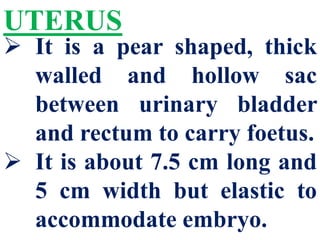 Human Female Reproductive System | PPT