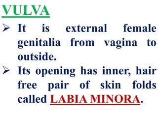 Human Female Reproductive System | PPT