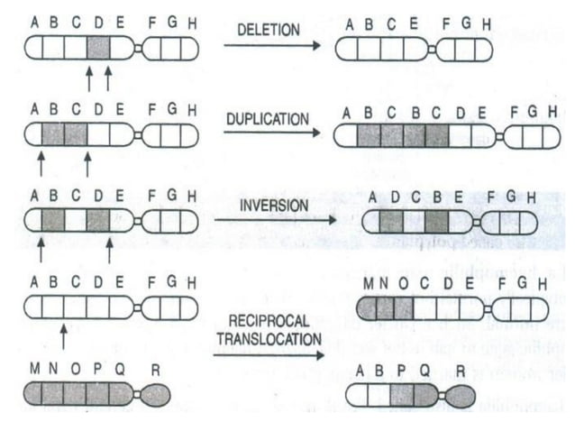 Linkage & Crossing Over | PPT