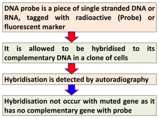 Applications of Recombinant DNA Technology | PPT