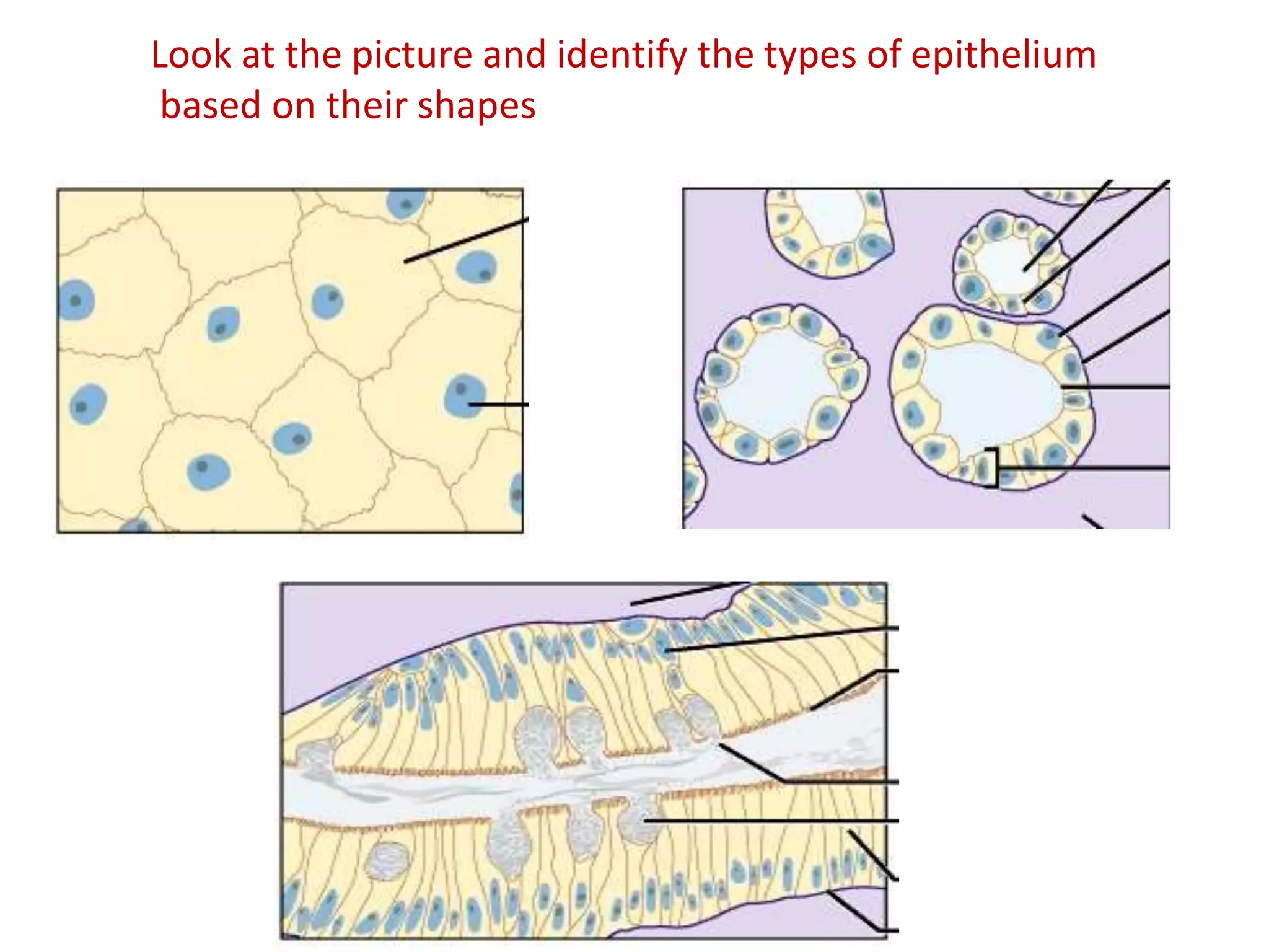 Animal tissues interactive mode | PPT