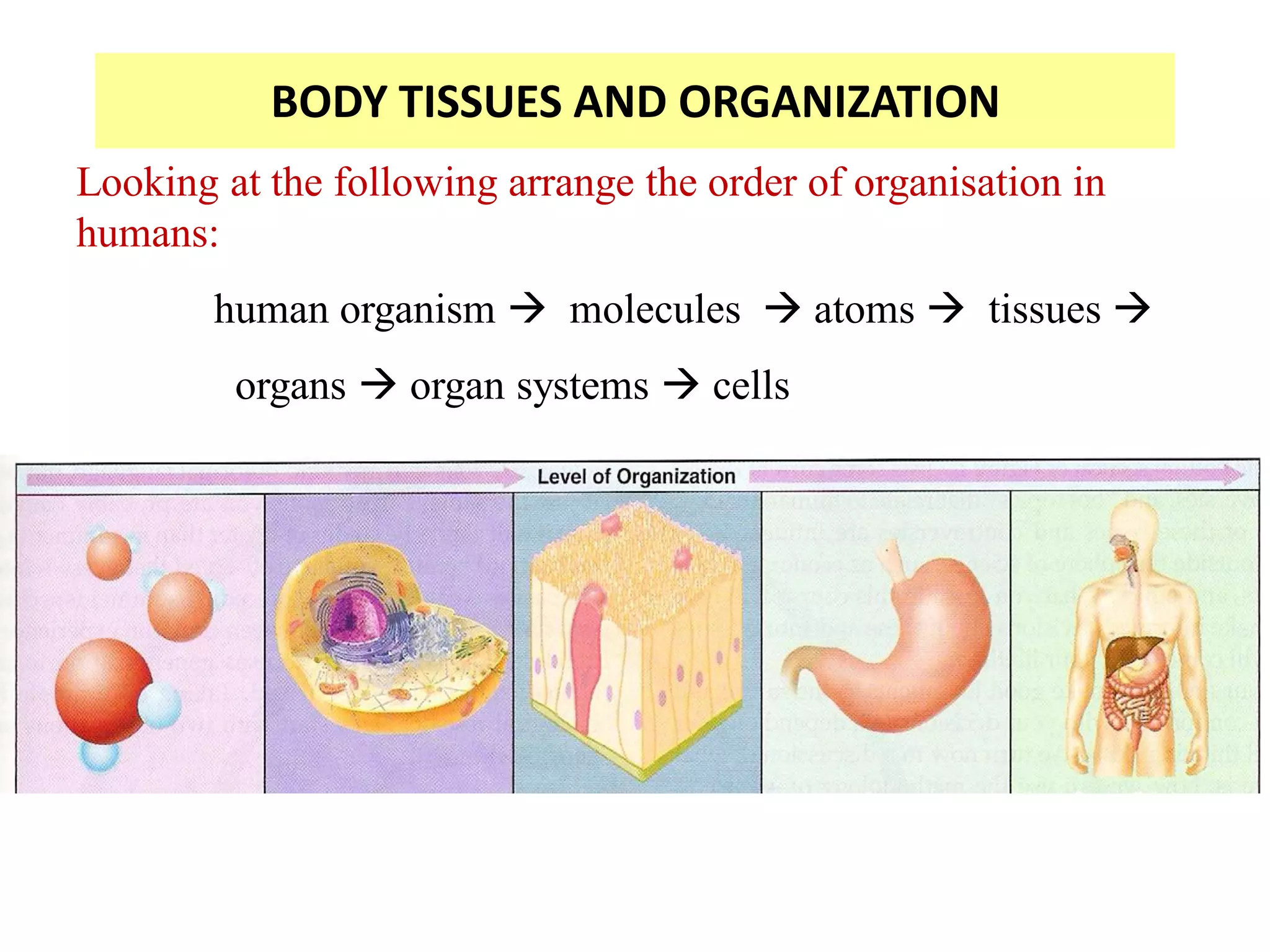 Animal tissues interactive mode | PPT