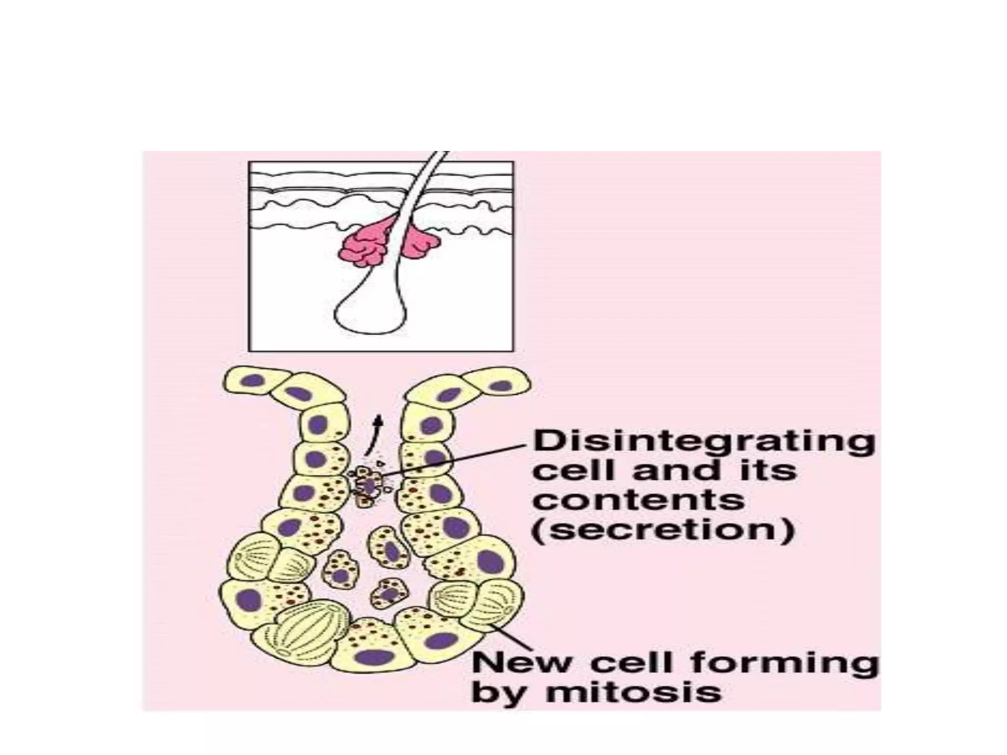 Animal tissues interactive mode | PPT