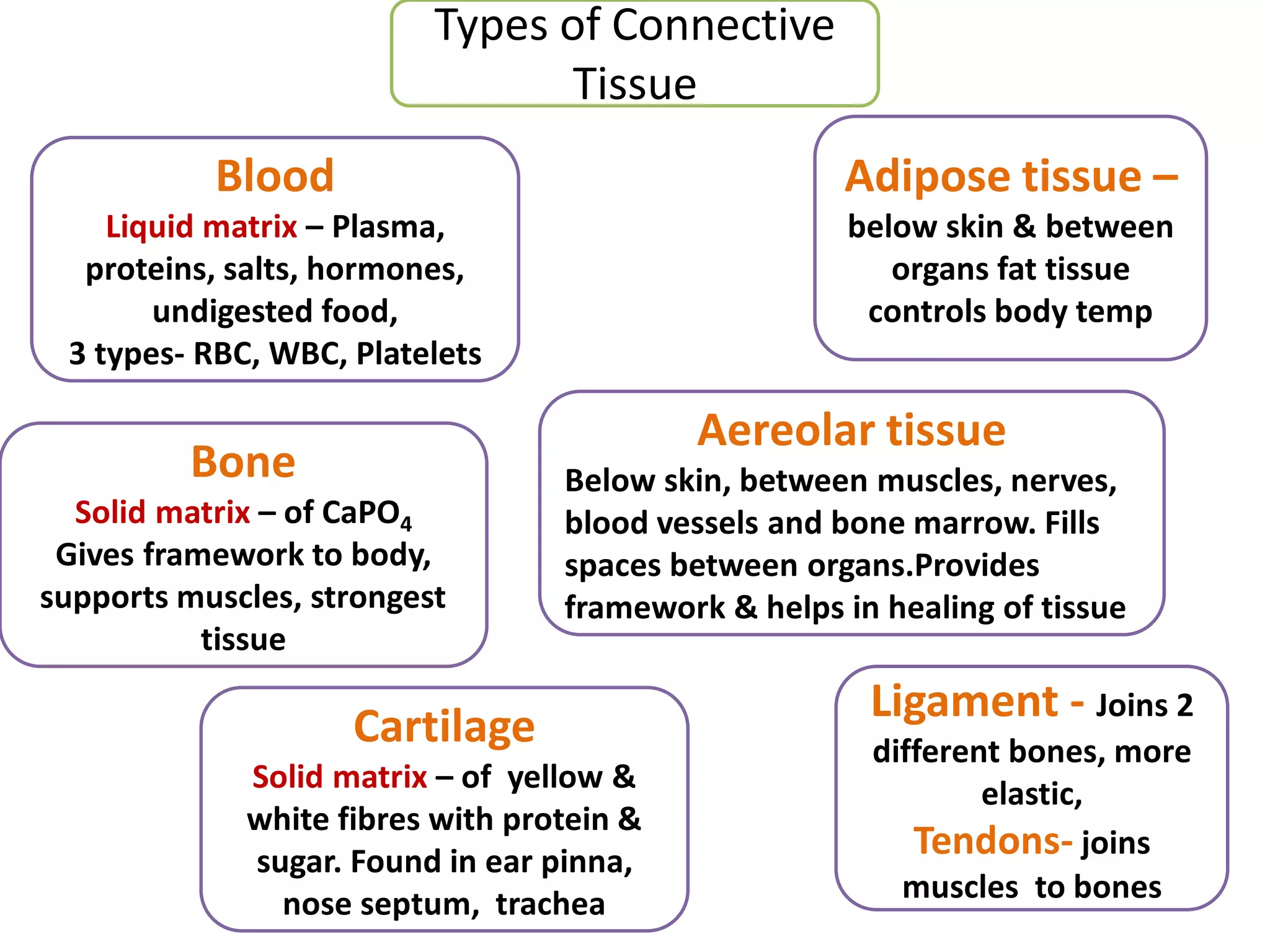 Animal tissues interactive mode | PPT