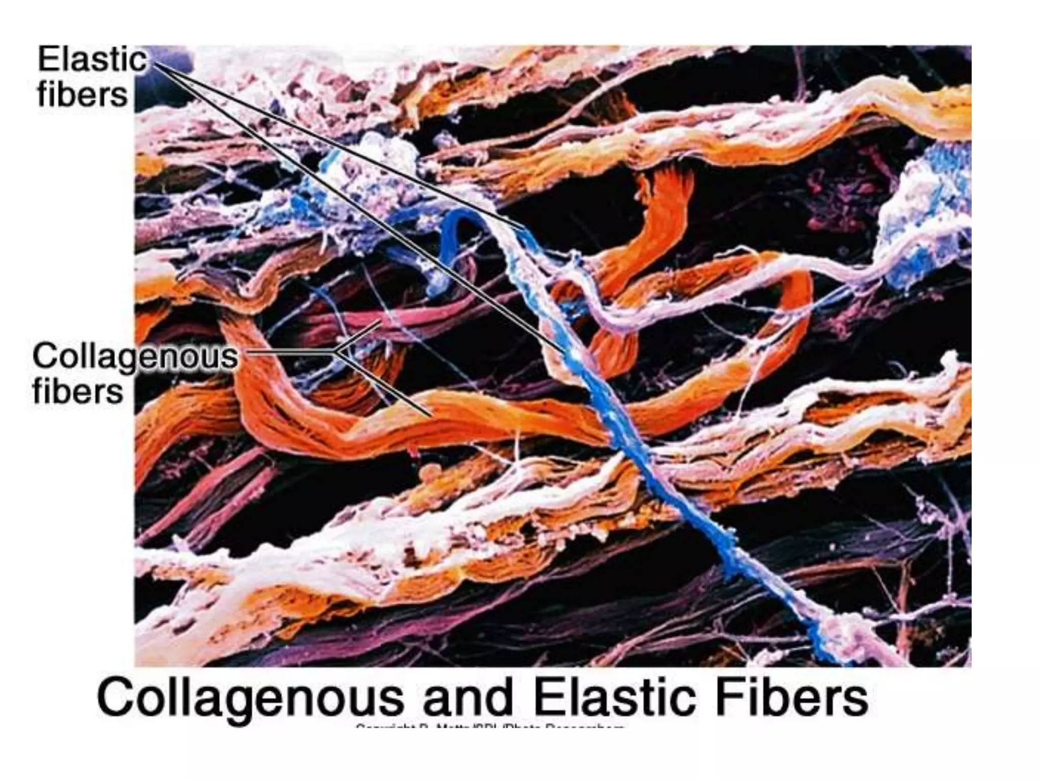 Animal tissues interactive mode | PPT