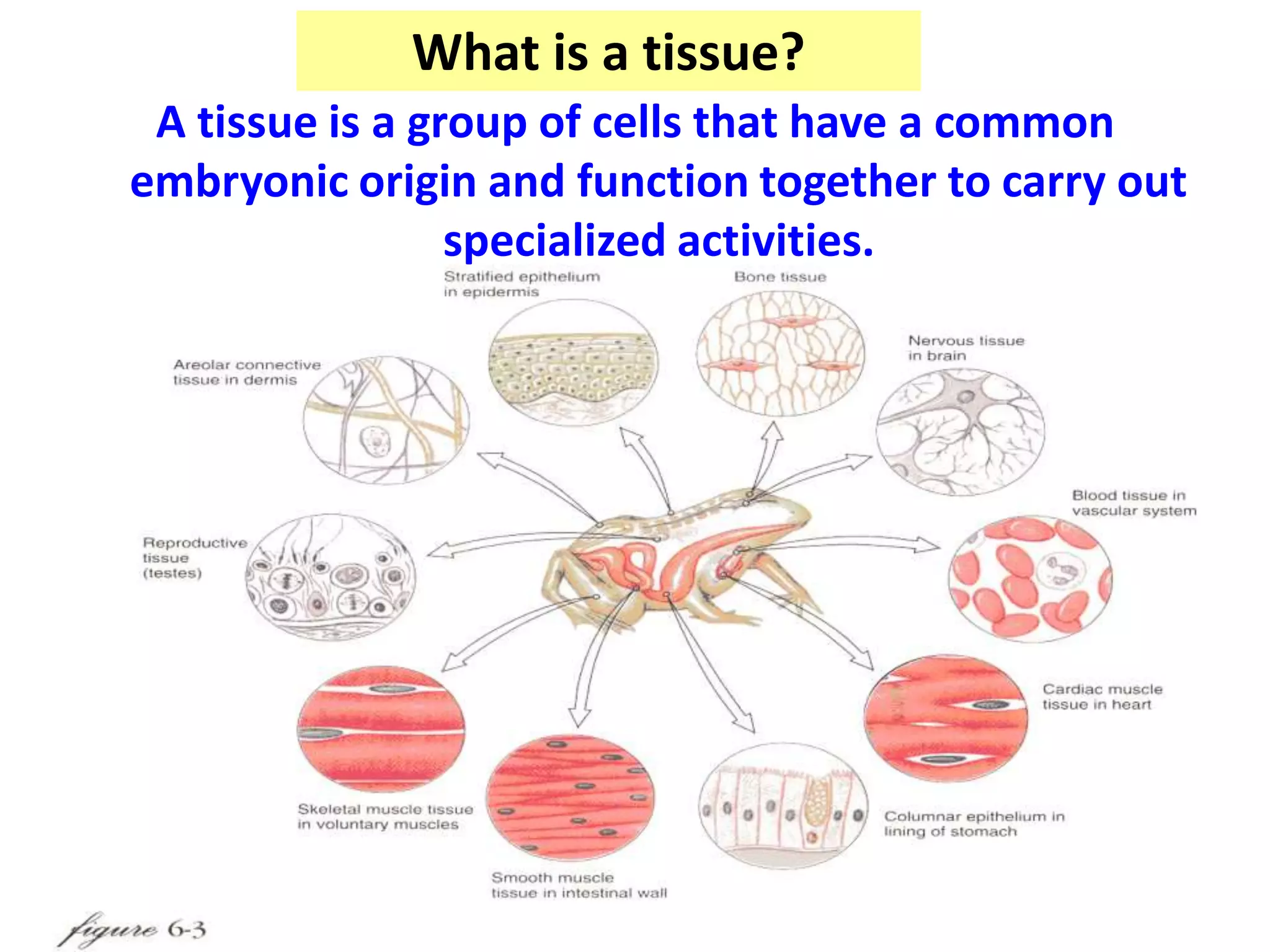Animal tissues interactive mode | PPT