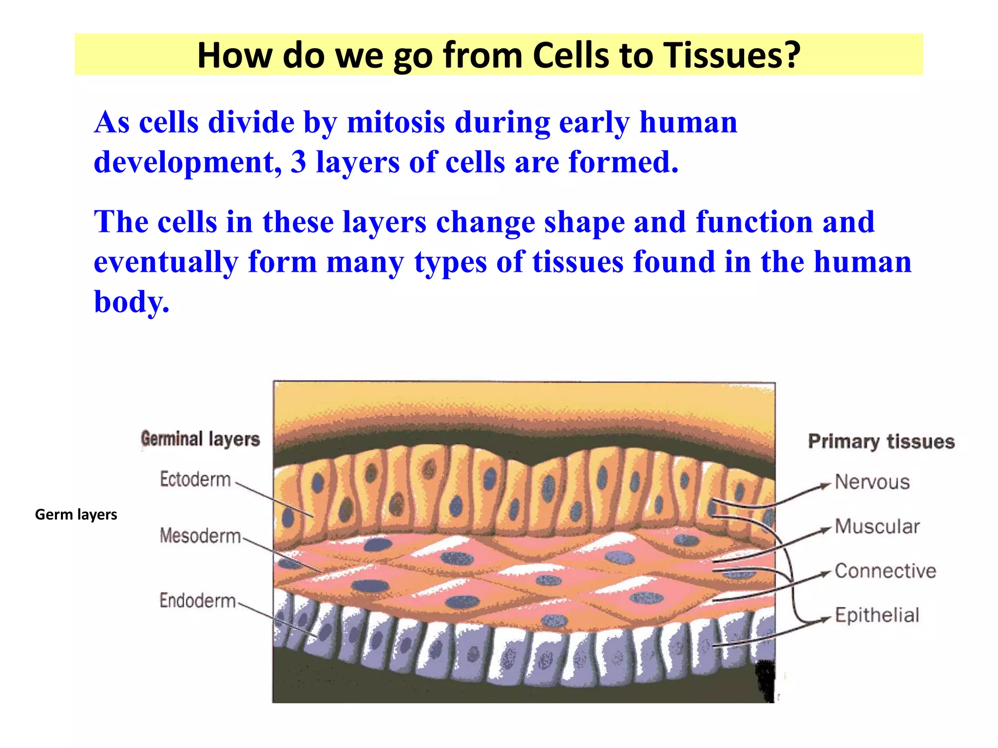 Animal tissues interactive mode | PPT