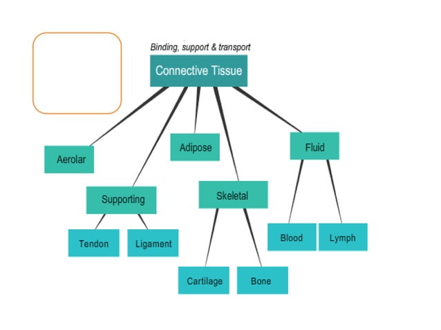 Animal tissues interactive mode | PPT