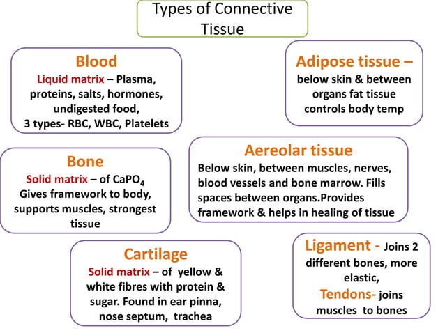Animal tissues interactive mode | PPT