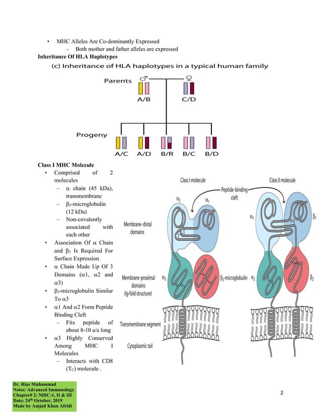 MHC-I, MHC-II & MHC-III | PDF