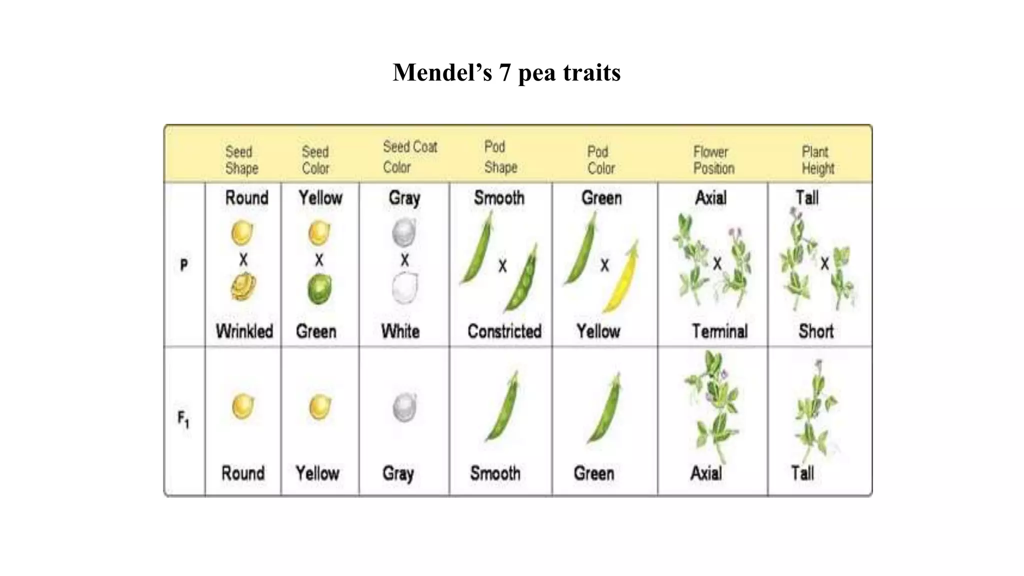 Mendelian Laws of Inheritance | PPT