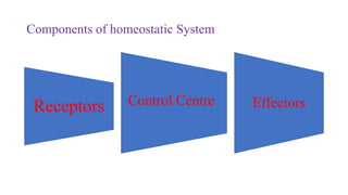 Homeostasis | PPT