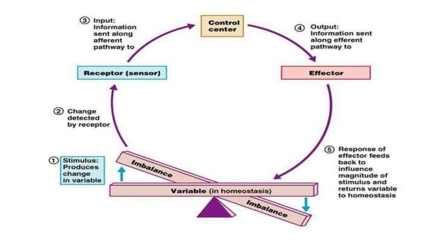 Homeostasis | PPT