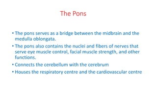 Central nervous system | PPT