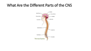 Central nervous system | PPT