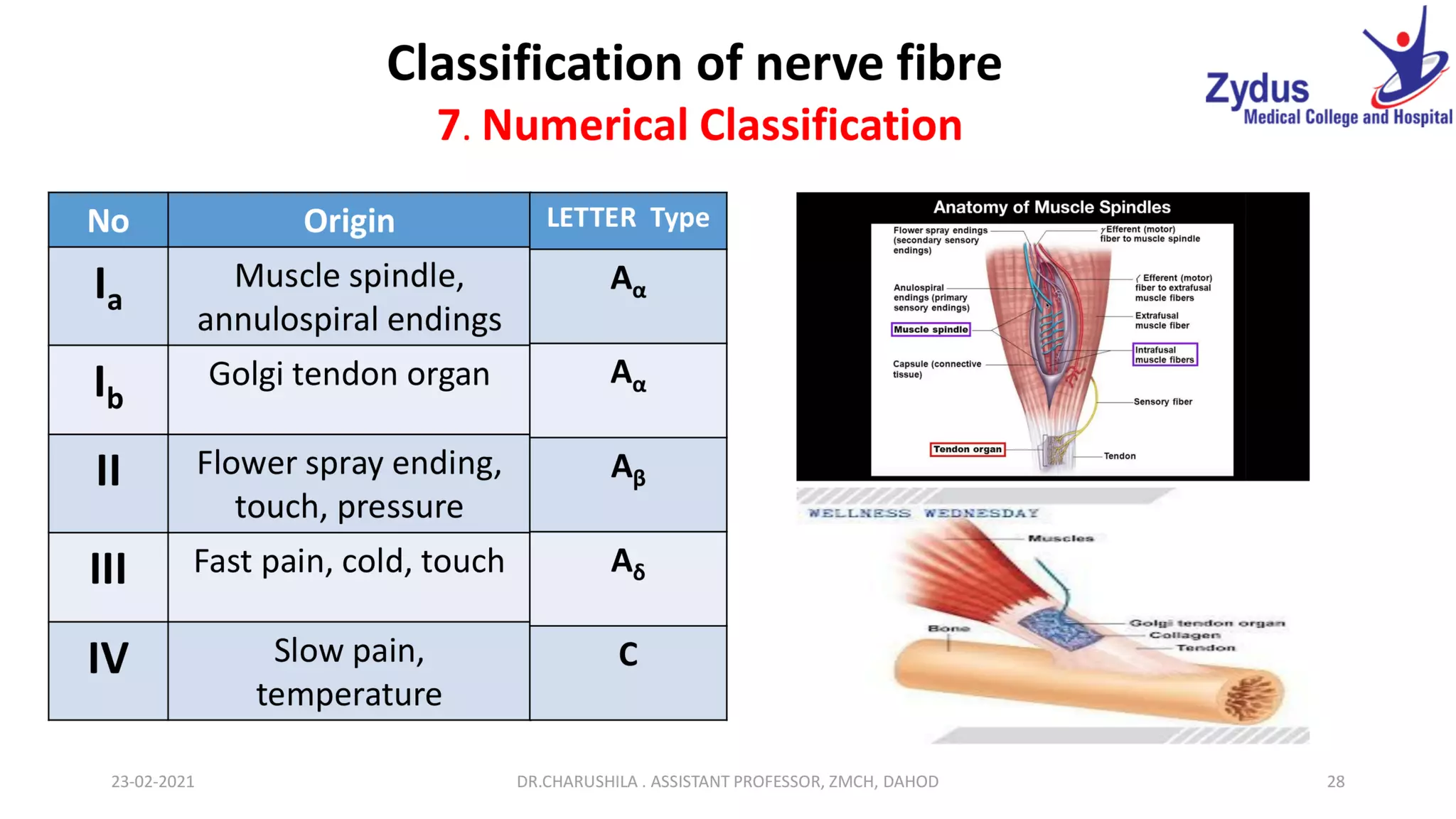 2. NM Neuron, nerve classification | PDF