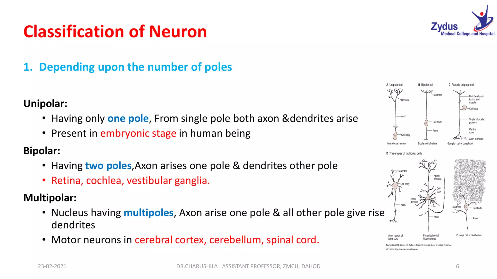 2. NM Neuron, nerve classification | PDF