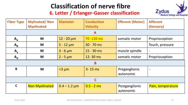 2. NM Neuron, nerve classification | PDF