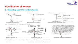 2. NM Neuron, nerve classification | PDF