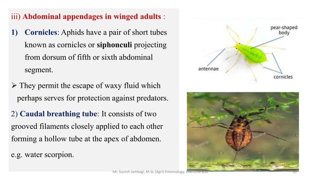 Insect abdomen and its appendages | PPTX | Biological Sciences | Science