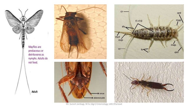 Insect abdomen and its appendages | PPTX | Biological Sciences | Science