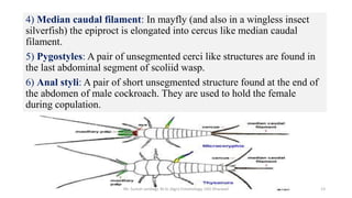 Insect abdomen and its appendages | PPTX