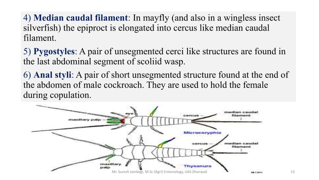 Insect abdomen and its appendages | PPTX | Biological Sciences | Science