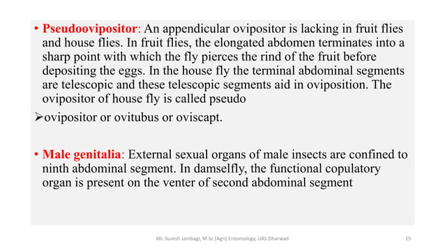 Insect abdomen and its appendages | PPTX | Biological Sciences | Science