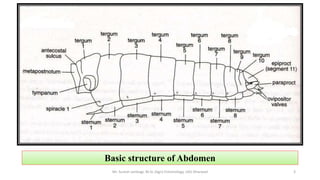 Insect abdomen and its appendages | PPTX