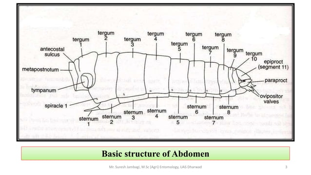 Insect abdomen and its appendages | PPTX | Biological Sciences | Science