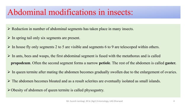 Insect abdomen and its appendages | PPTX | Biological Sciences | Science
